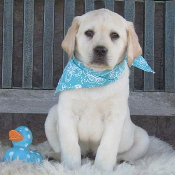 puppy-1 | Aspen Service Dogs