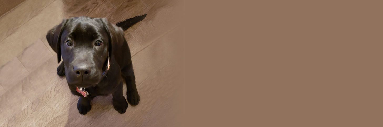 puppy-banner | Aspen Service Dogs
