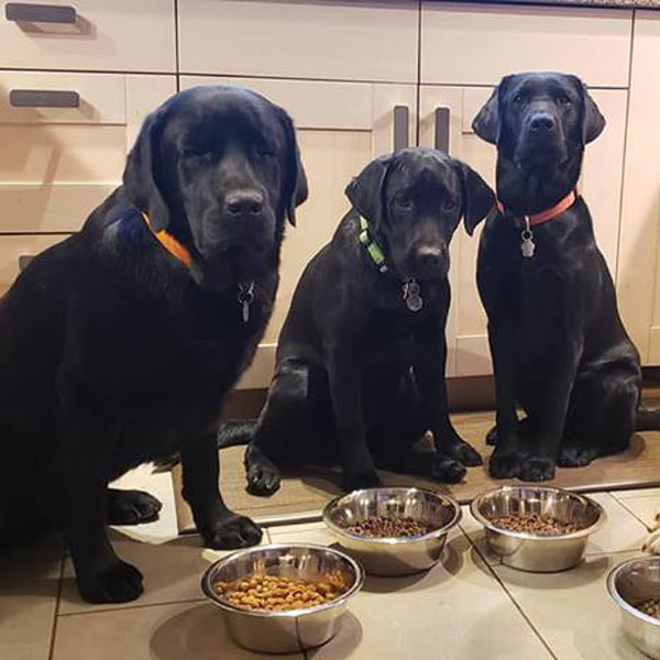 boarding2 | Aspen Service Dogs
