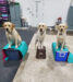 Contact | Aspen Service Dogs