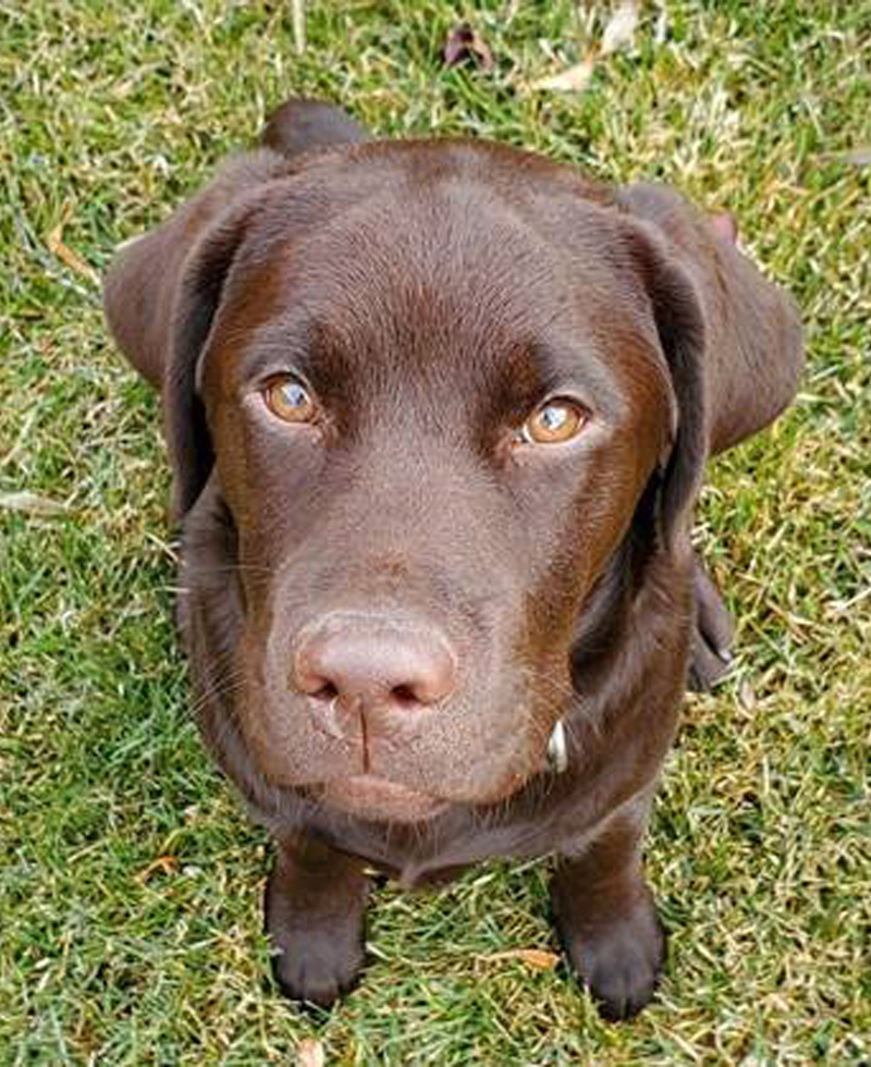 fletcher2 | Aspen Service Dogs
