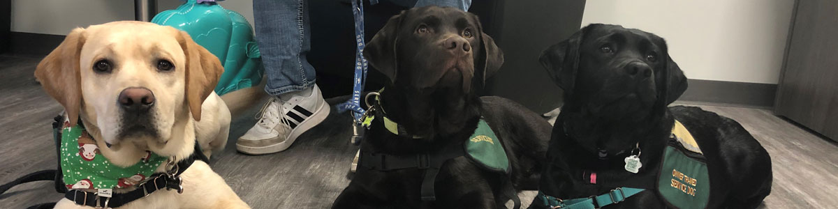 group-dogs2 | Aspen Service Dogs