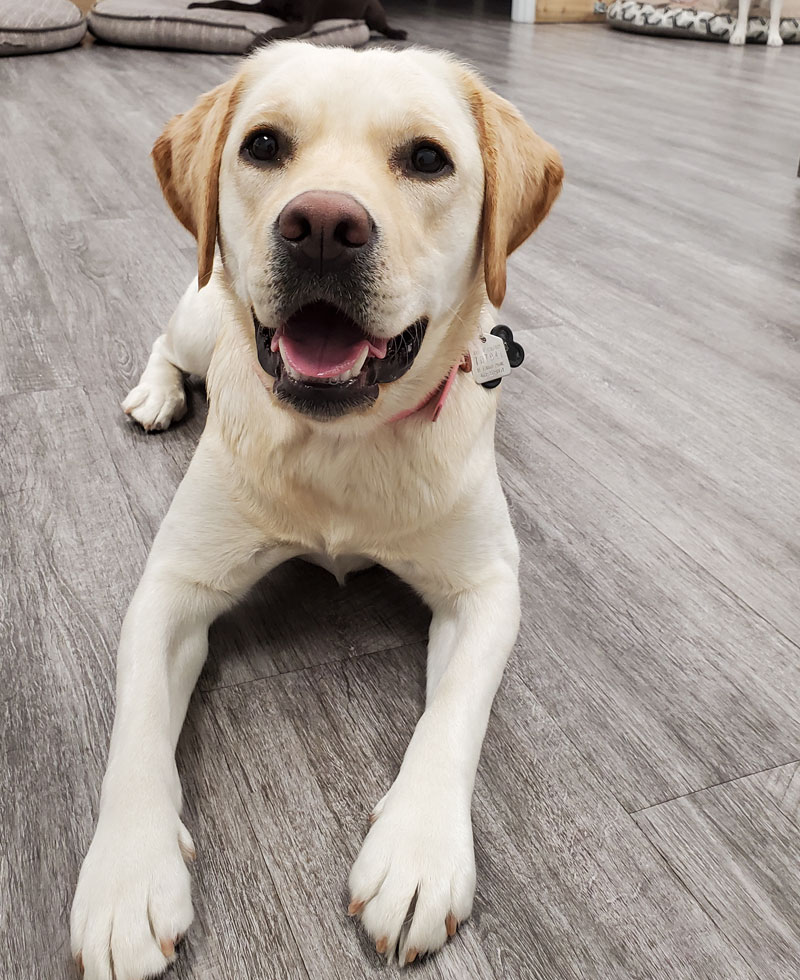 gemma-800px | Aspen Service Dogs