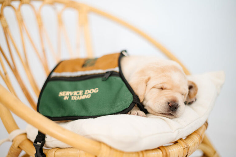 Legacy Breeding Program | Aspen Service Dogs