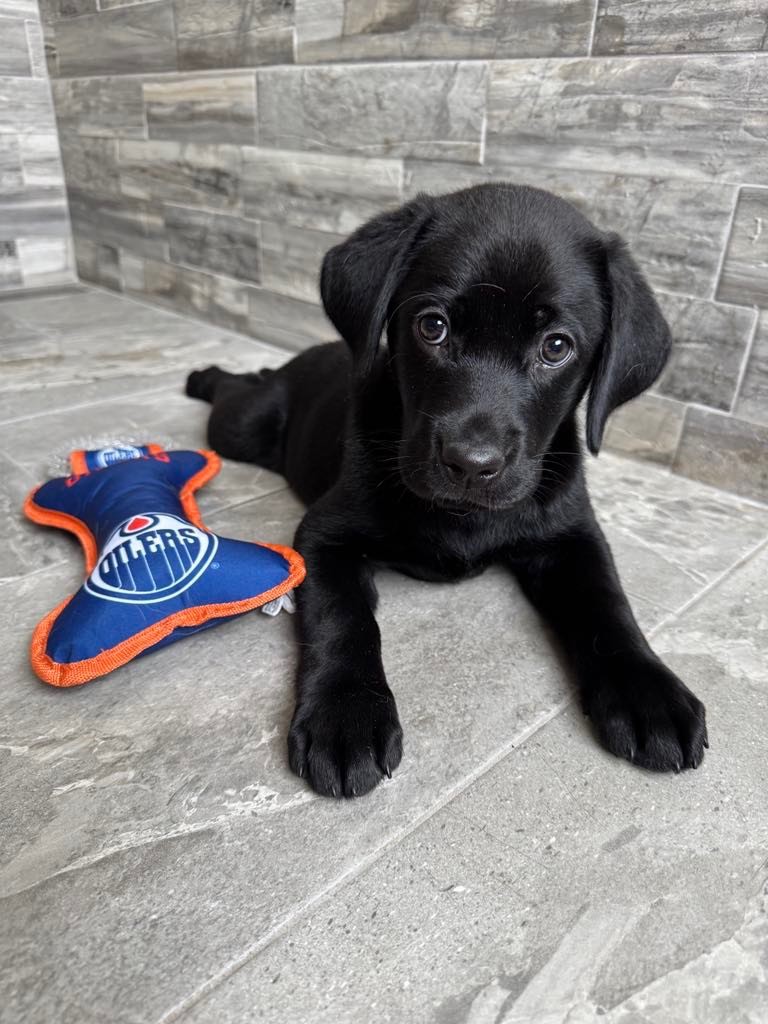 Sprout 2025 | Aspen Service Dogs